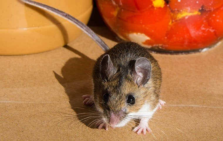 The Best Way To Deal With Mice In Denver | Absolute Pest Control