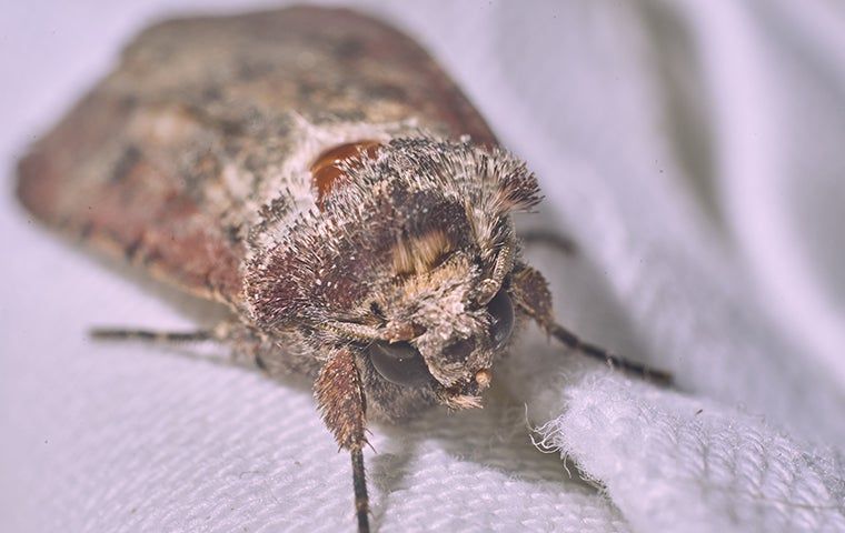 How To Keep Your Denver Home Miller Moth-Free | Absolute Pest Control